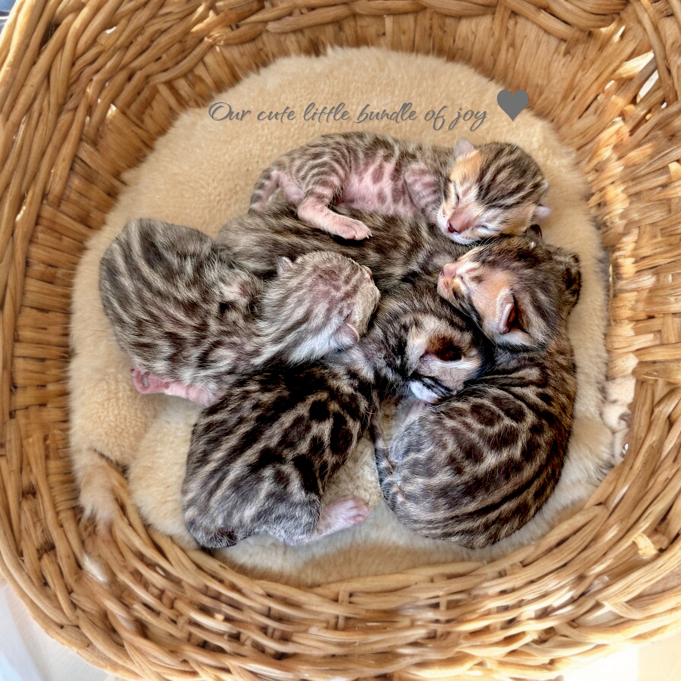 Kittens | Established Bengal Breeder of Rare Quality Kittens | Cats For ...